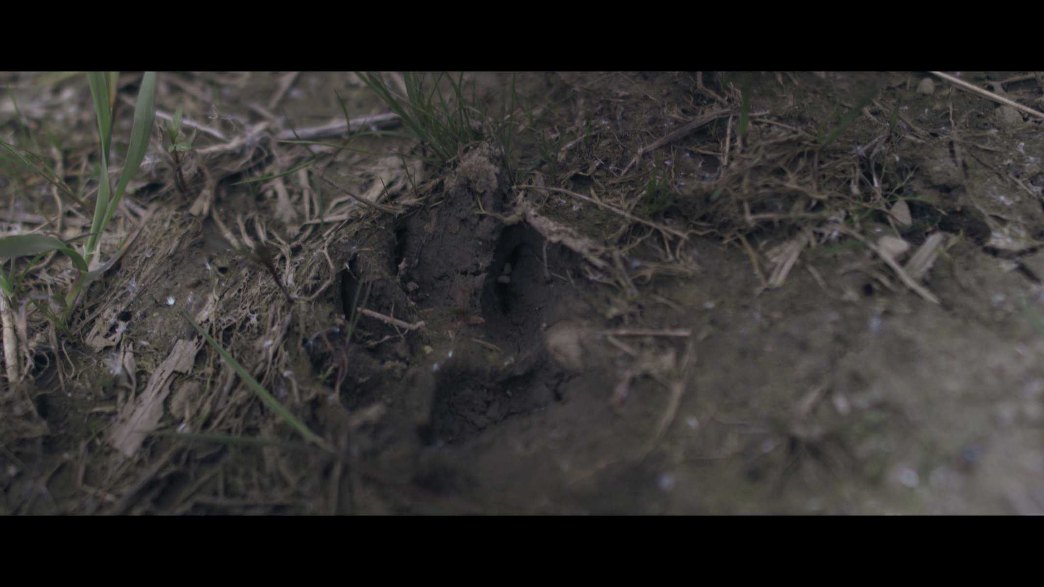 Joseph’s Review: The Dogman Triangle: Werewolves in the Lone Star State ...